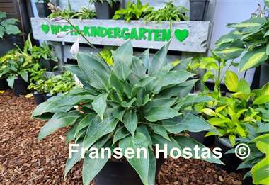 Hosta Blue Arrow - Fransen Hostas